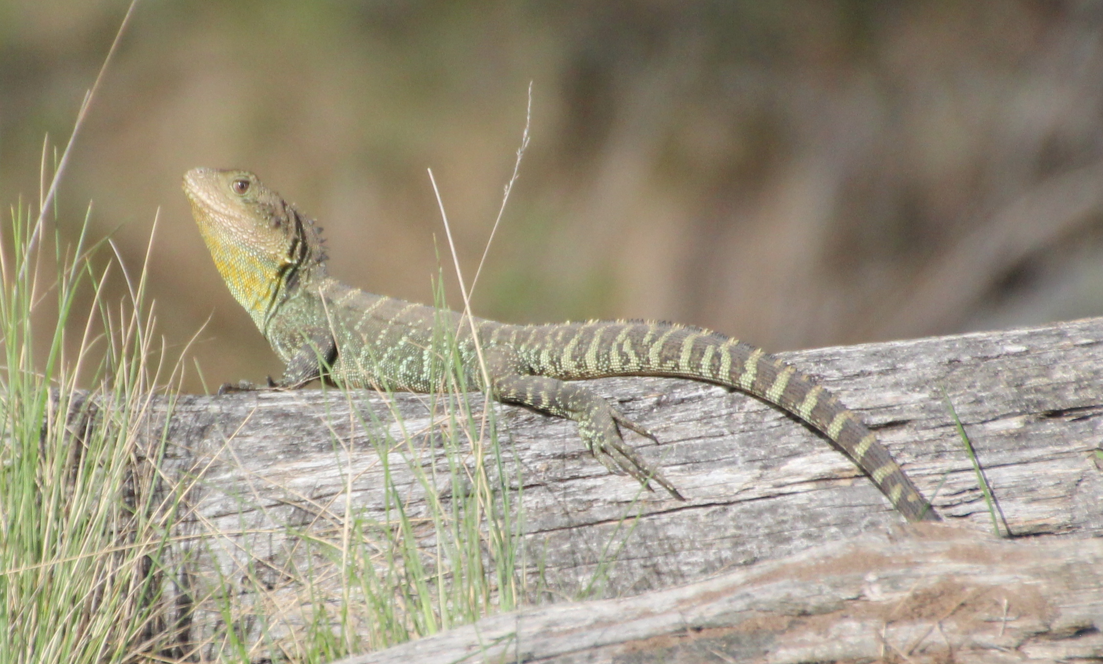 Love Reptiles - South East Landcare Inc